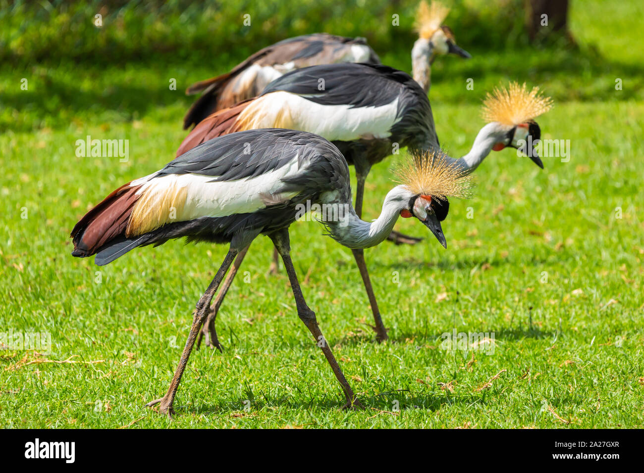 Photograph of three Grey crowned crane or Gray crowned crane (Balearica ...