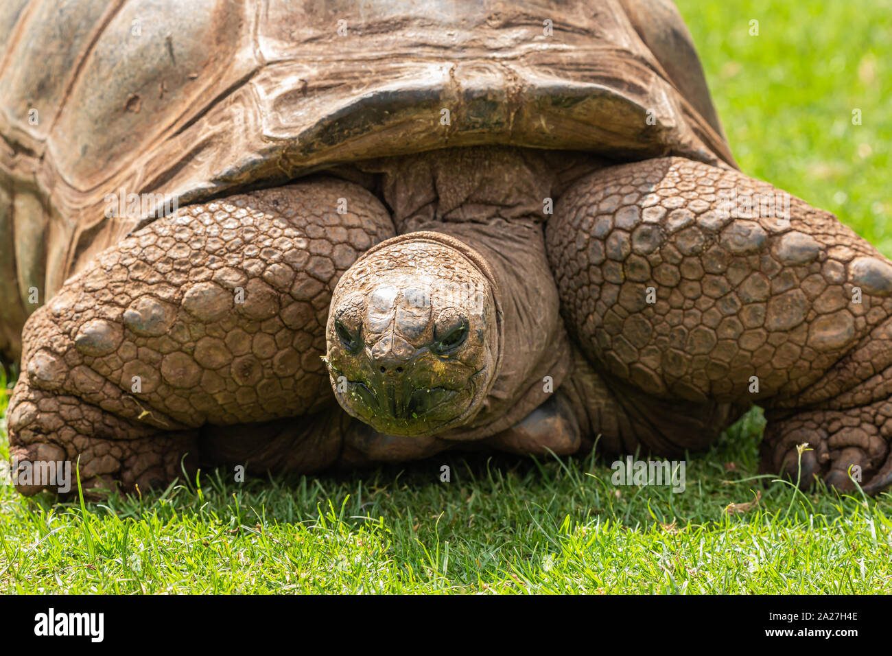Cropped photograph of Aldabra giant tortoise (Aldabrachelys gigantean) side-on, one of the ...