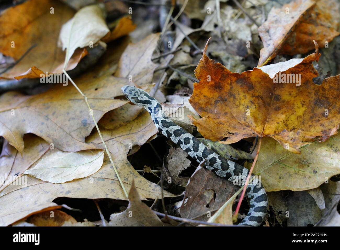 Baby Fox snake slithering through maple leaves on the forest ground ...