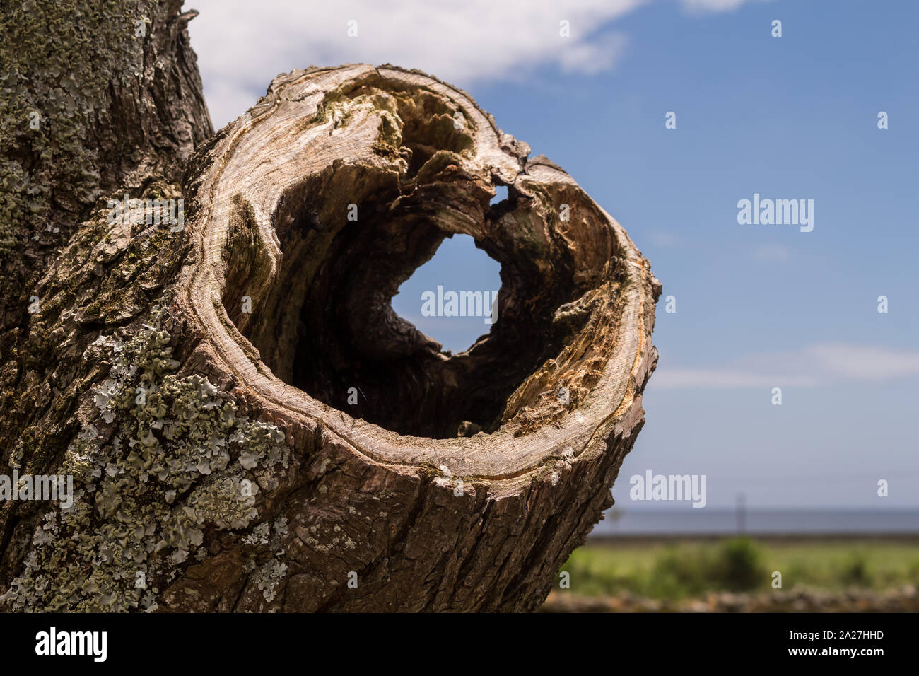 Structure of the skin of an older tree. Cut of limb, round shape and a ...