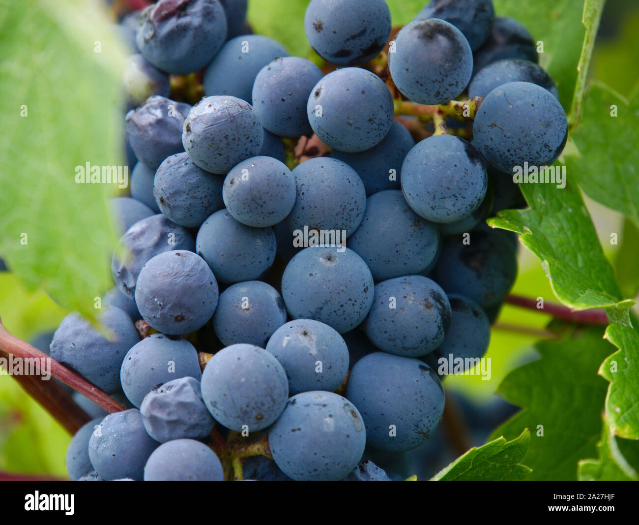 Bunch of seasonal hi-res stock photography and images - Alamy