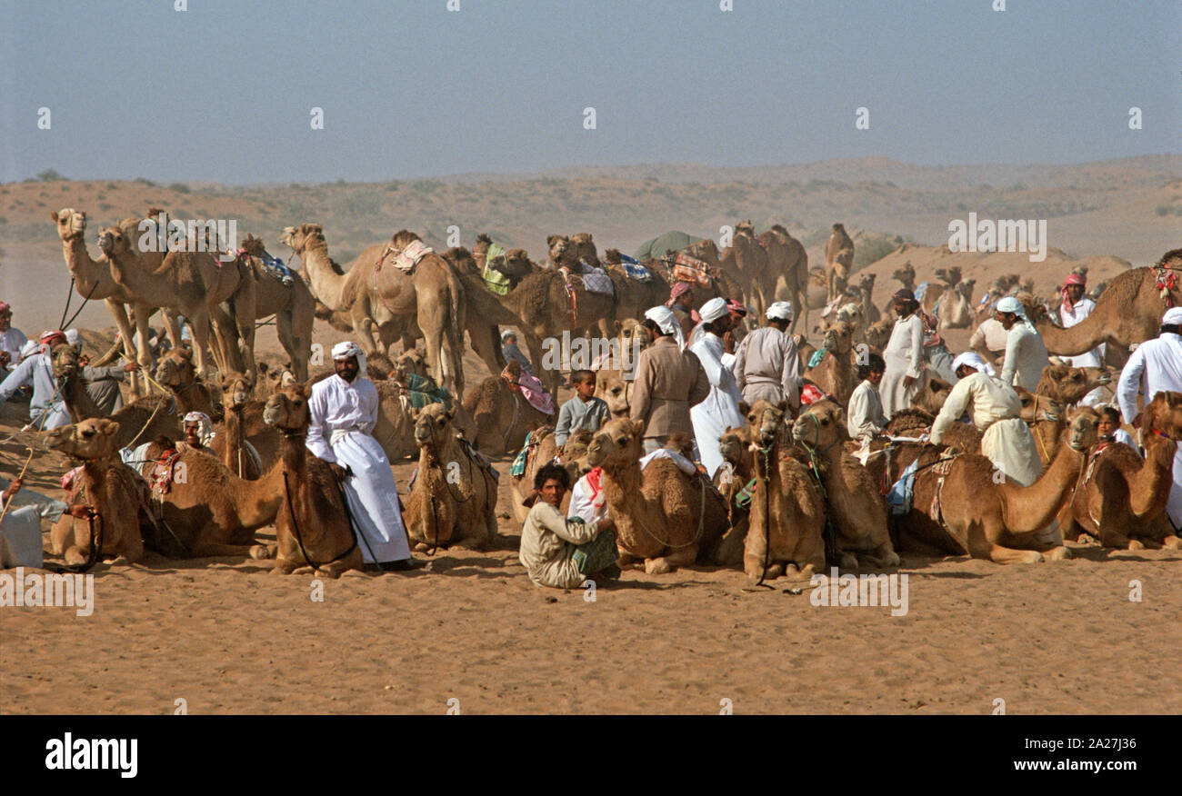 Racing camels at the start of a desert camel race, Dubai, United Arab ...