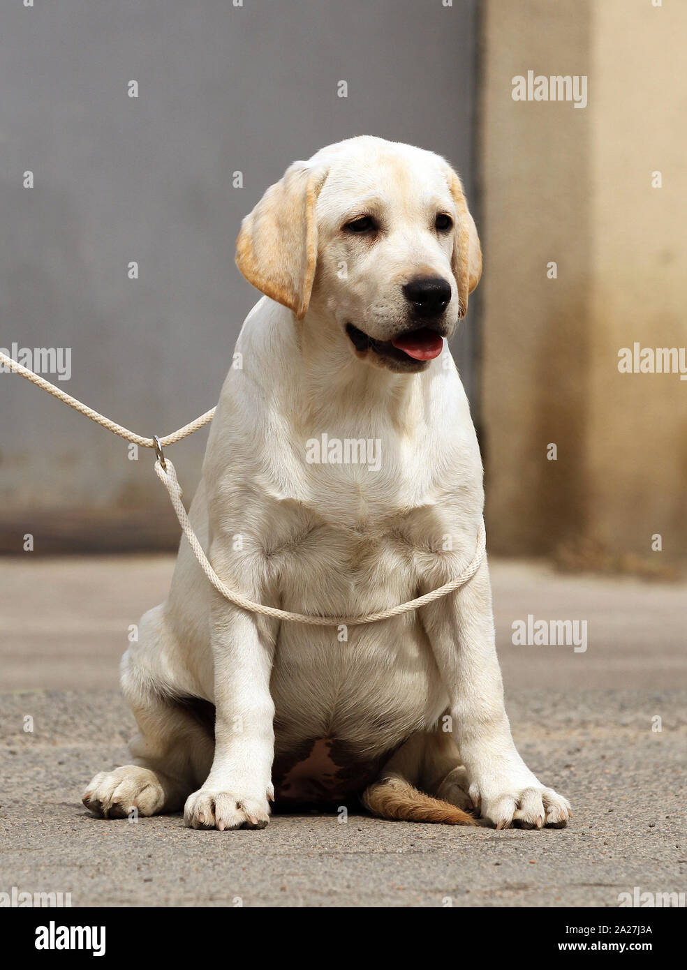 cute sweet yellow labrador sitting in the park Stock Photo - Alamy