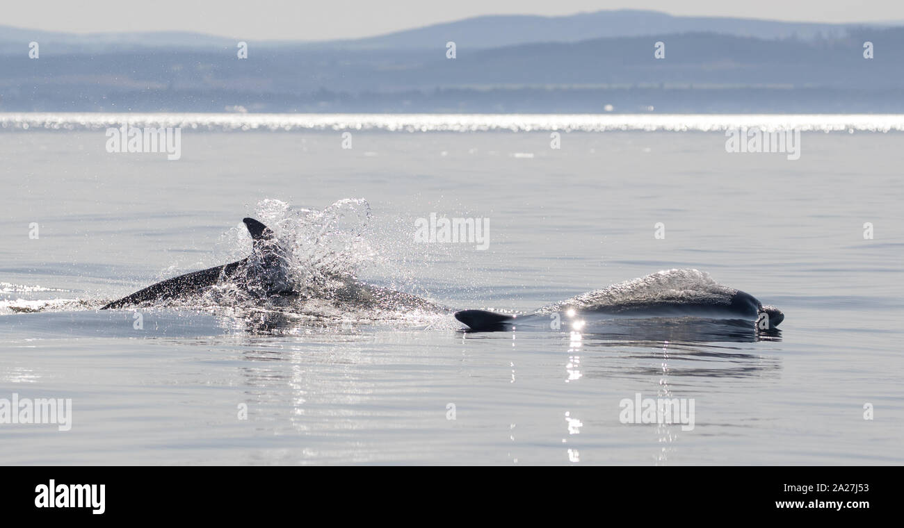 Scotland cromarty firth dolphins hi-res stock photography and images ...