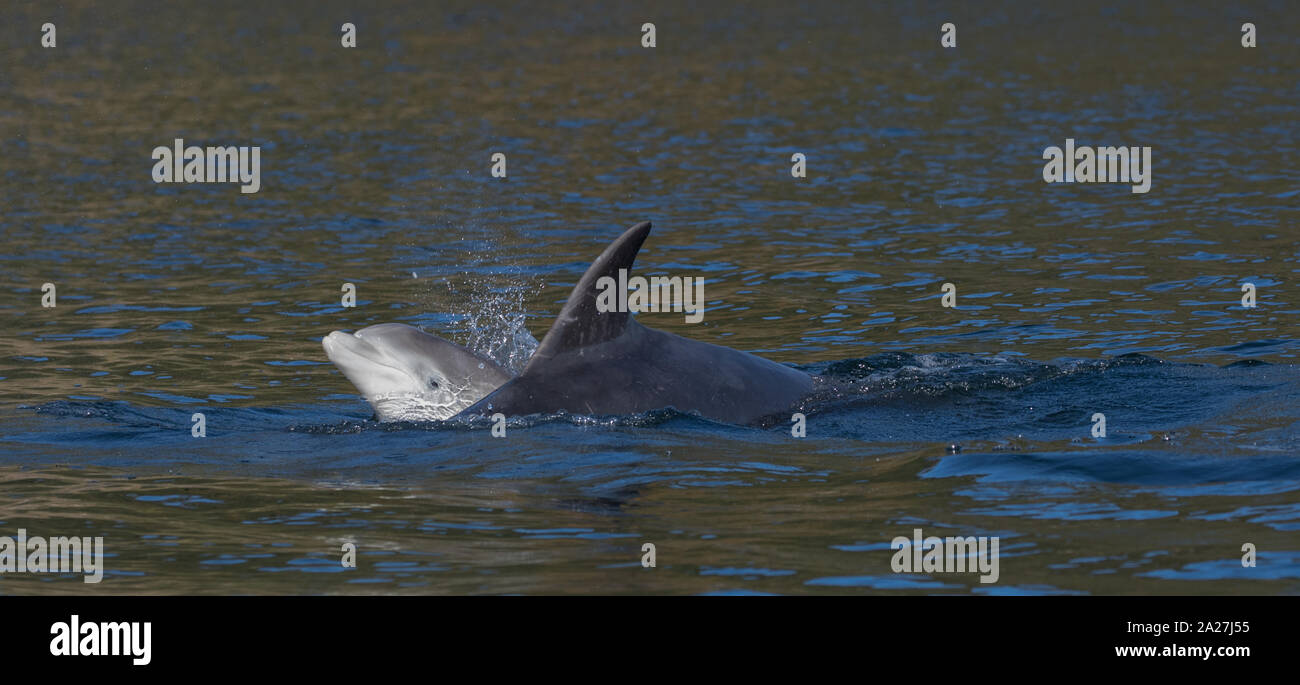 Dolphins hunting mackerel hi-res stock photography and images - Alamy