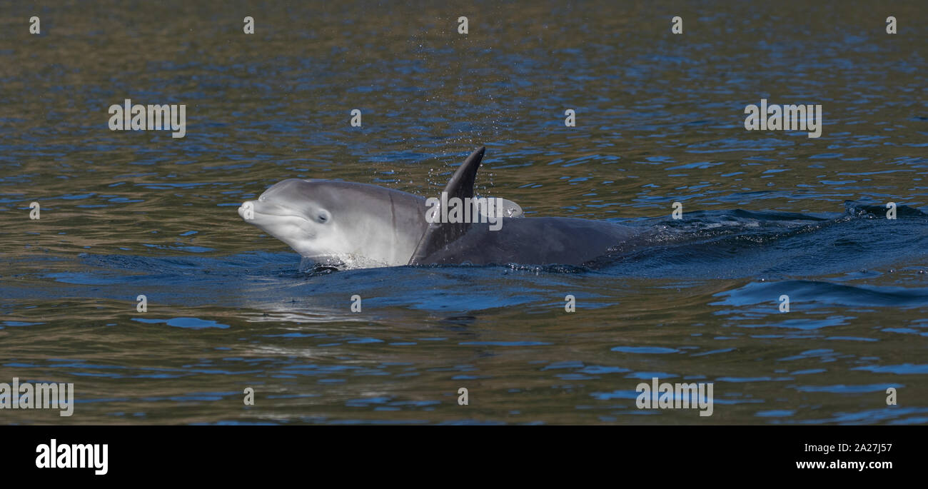 Scotland Cromarty Firth Dolphins High Resolution Stock Photography and ...
