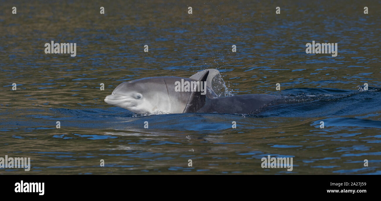 Scotland cromarty firth dolphins hi-res stock photography and images ...