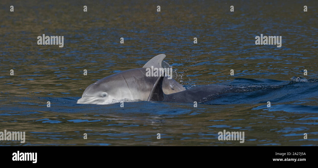 Scotland cromarty firth dolphins hi-res stock photography and images ...