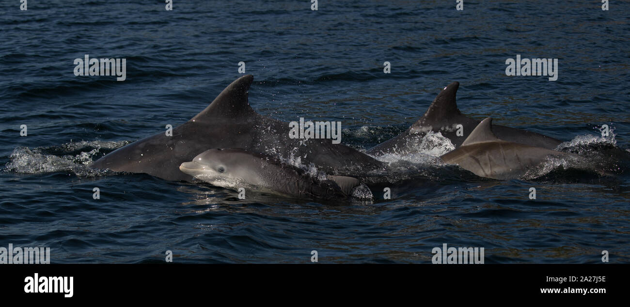 Scotland cromarty firth dolphins hi-res stock photography and images ...
