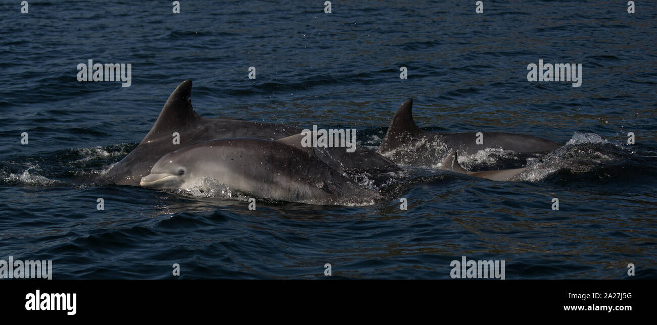 Pod dauphin hi-res stock photography and images - Alamy