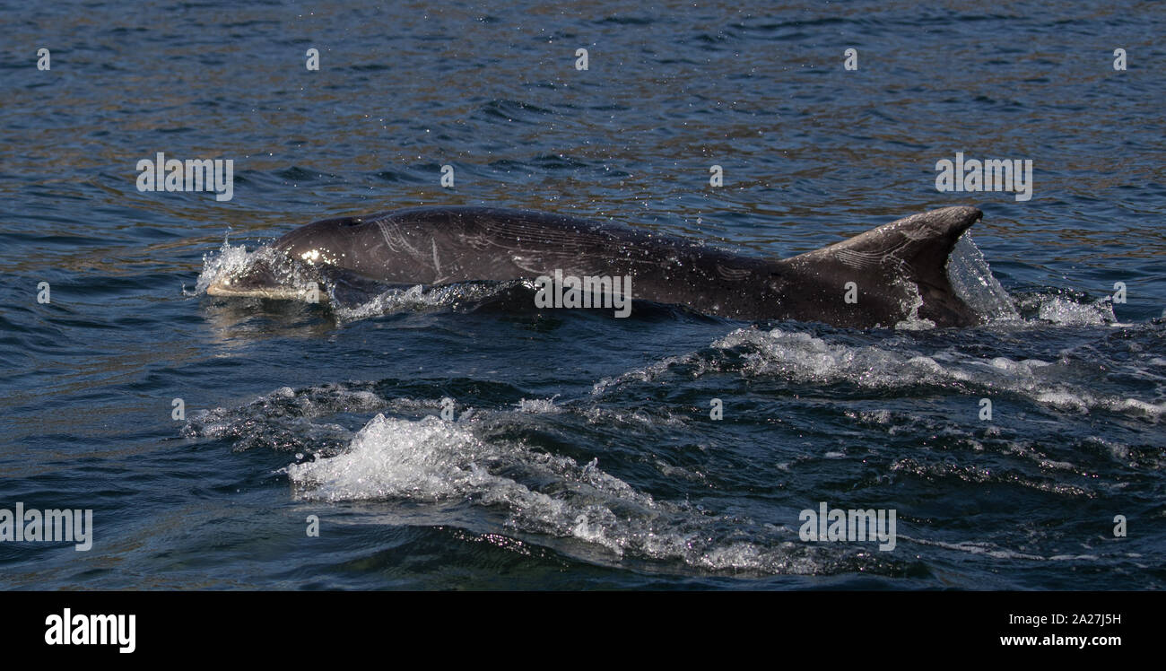 Scotland cromarty firth dolphins hi-res stock photography and images ...