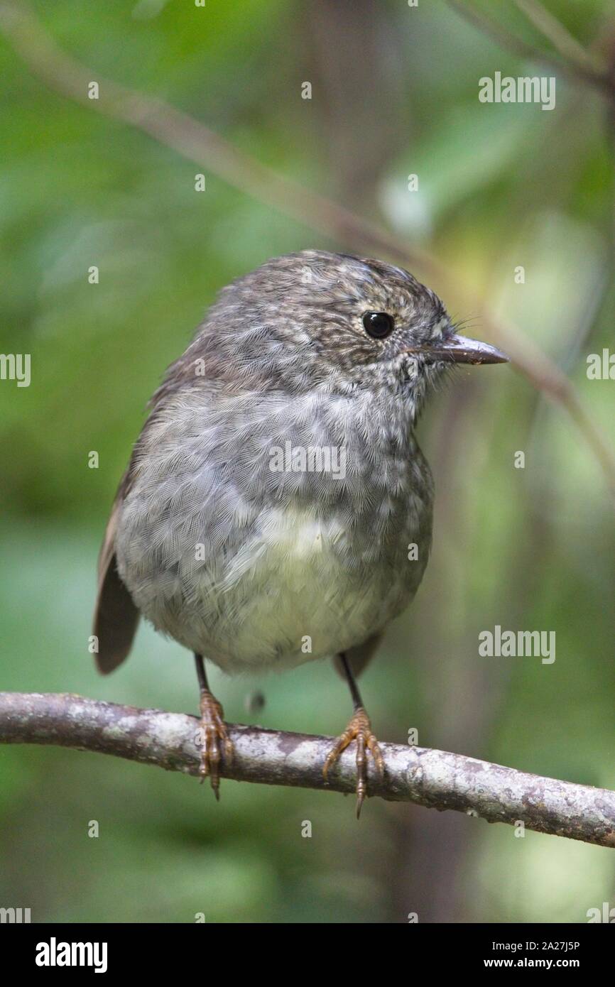 North Island Robin, New Zealand Stock Photo - Alamy