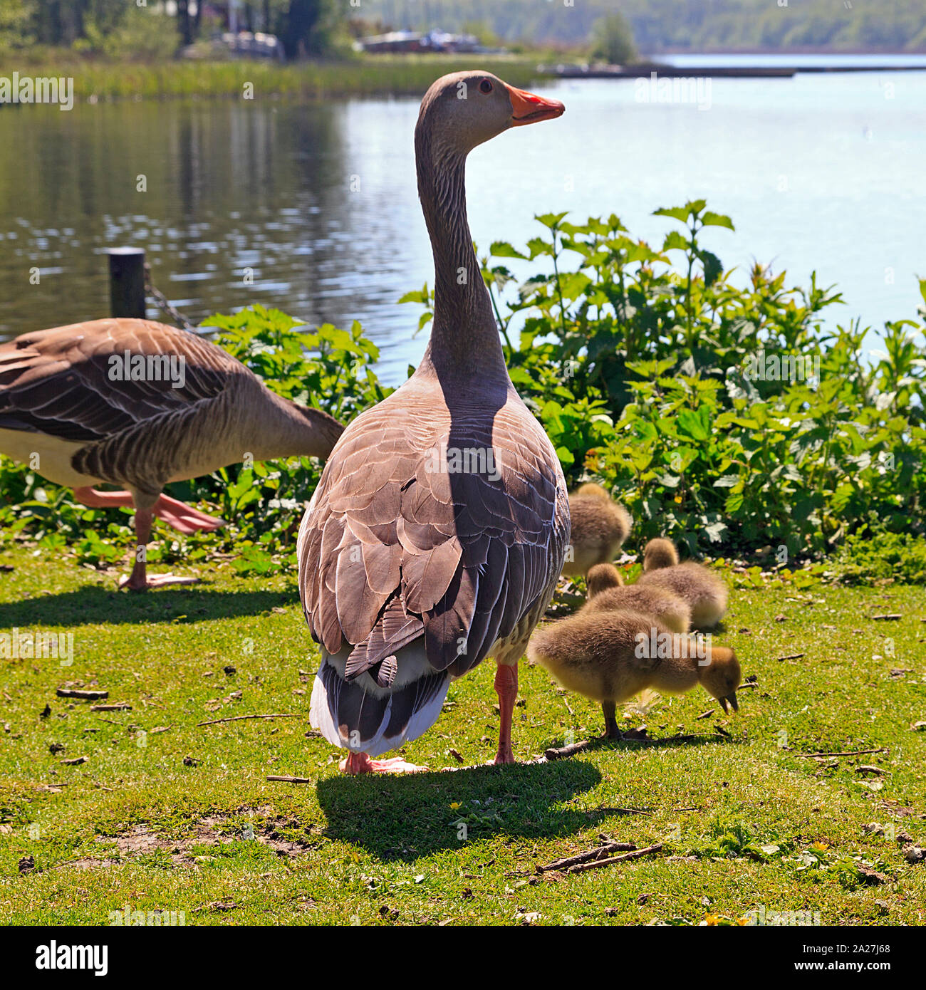 Pair of Greylag Geese with Chicks at Rollesby Broad on the Norfolk ...