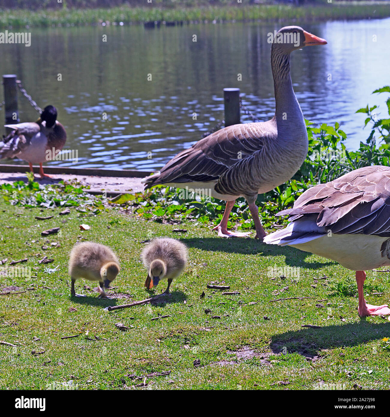 Pair of Greylag Geese with Chicks at Rollesby Broad on the Norfolk ...