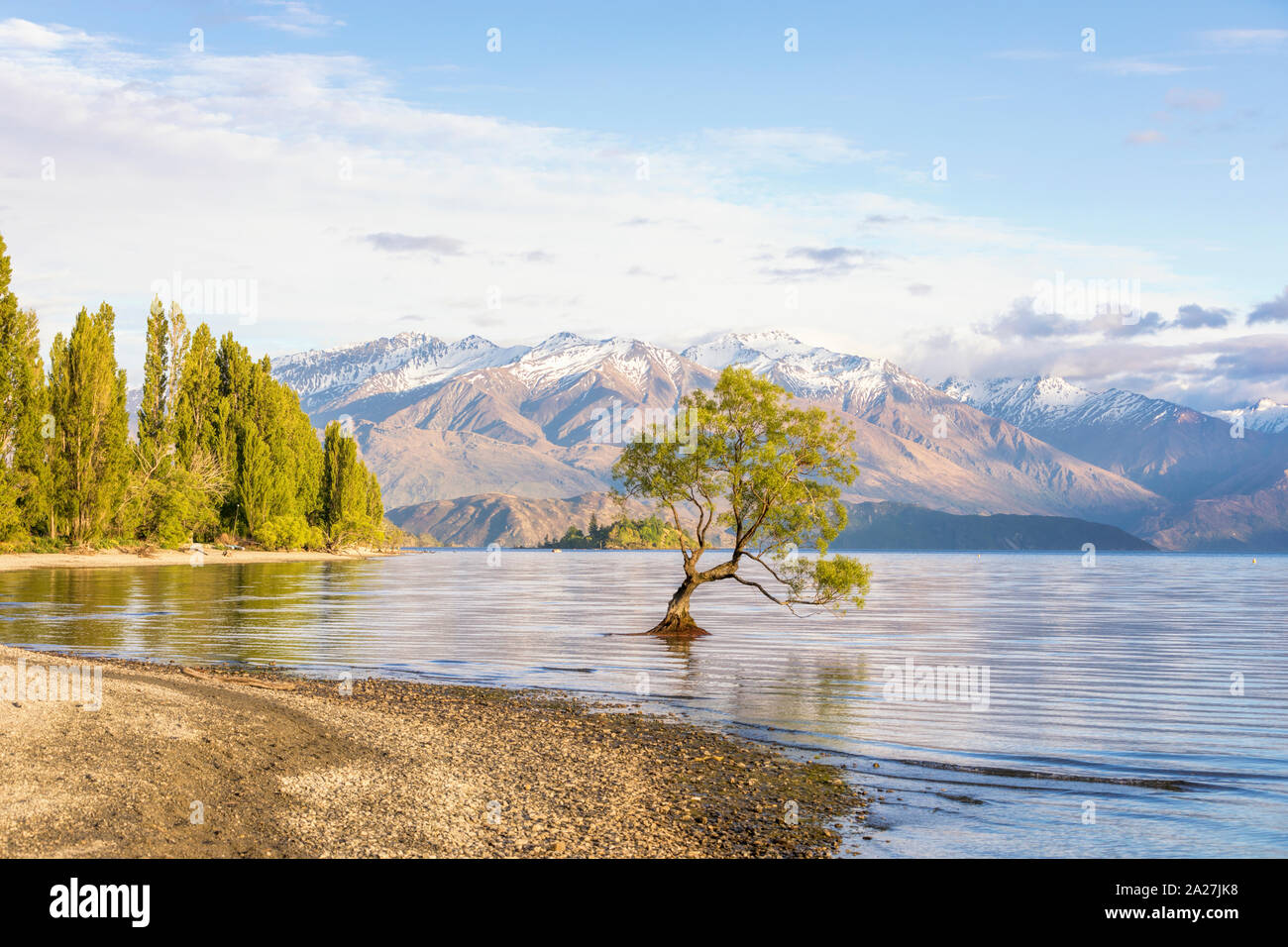 That Wanaka Tree and Lake Wanaka shoreline, Roys Bay, Wanaka, New ...