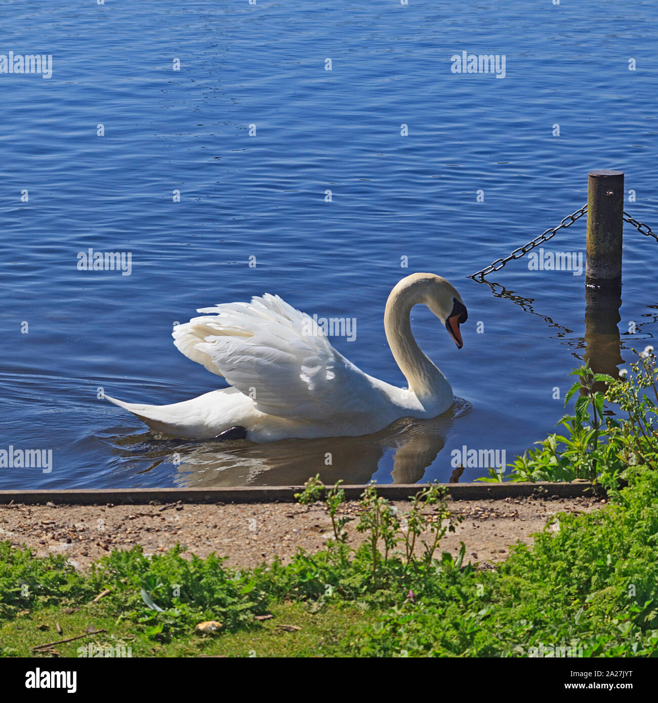 Mute Swan on Ormsby Broad on the Norfolk Broads, UK Stock Photo - Alamy