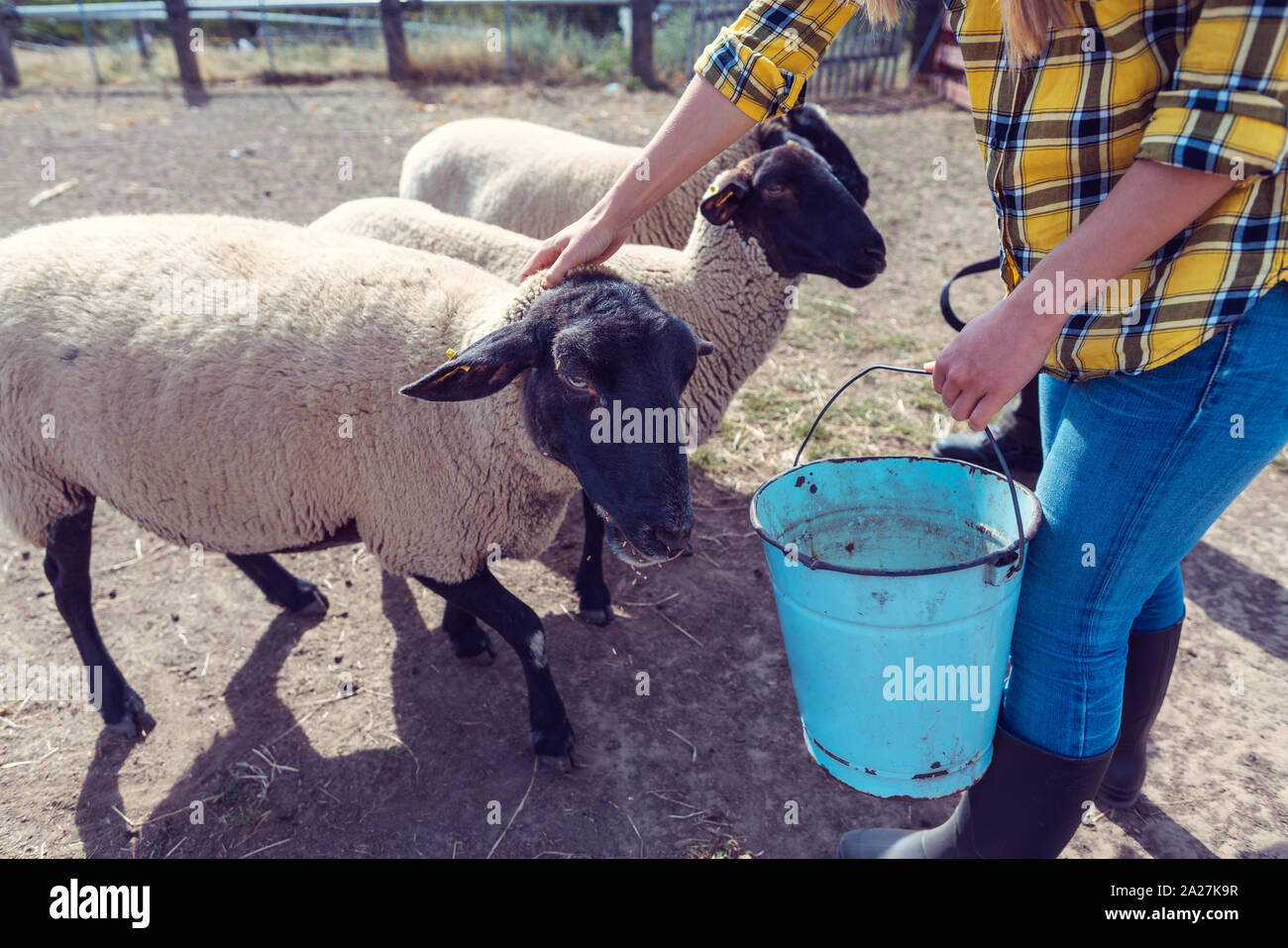 Sheep eating being fed by the farmer Stock Photo - Alamy