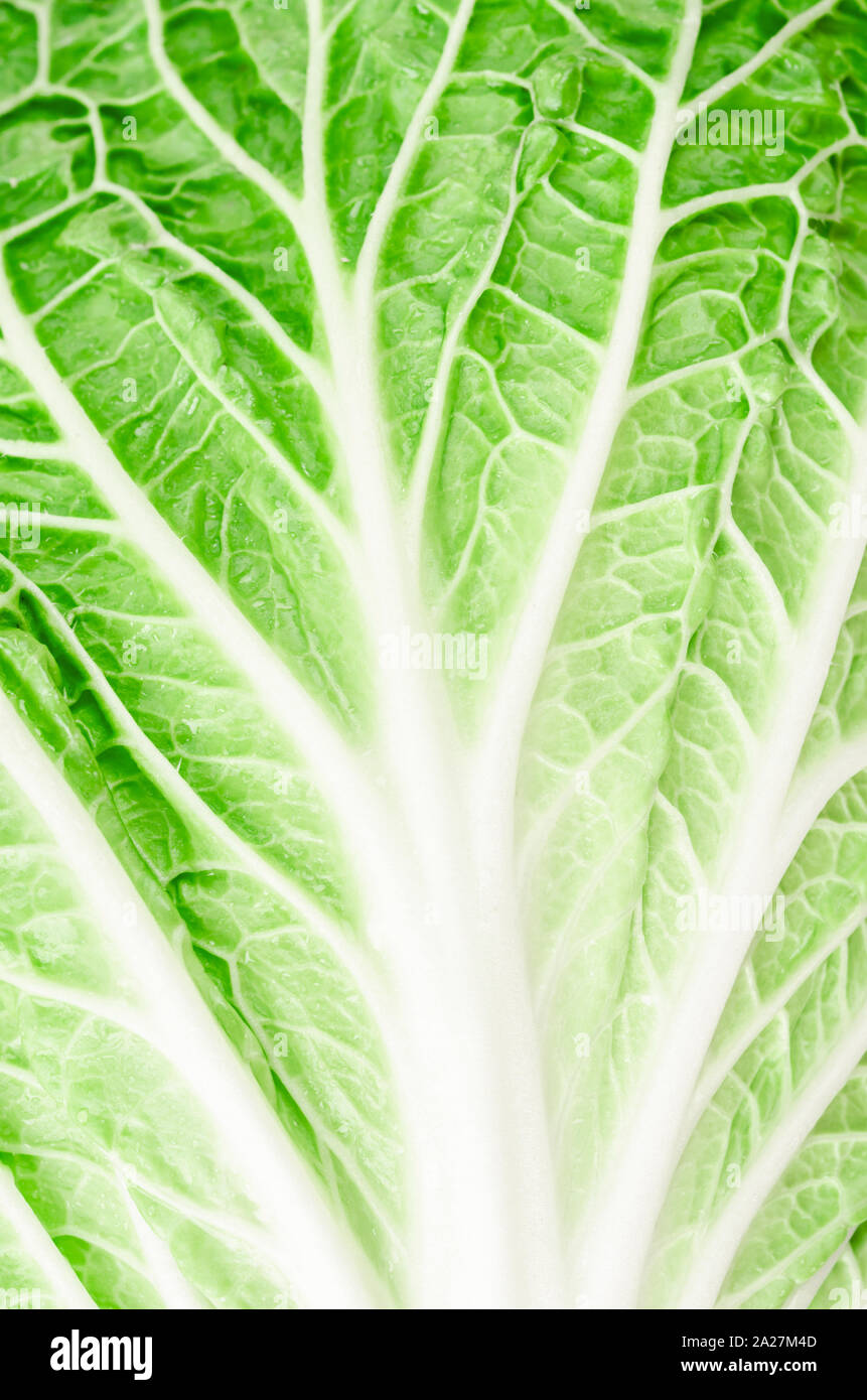 Close up texture fresh chinese cabbage texture as background Stock ...