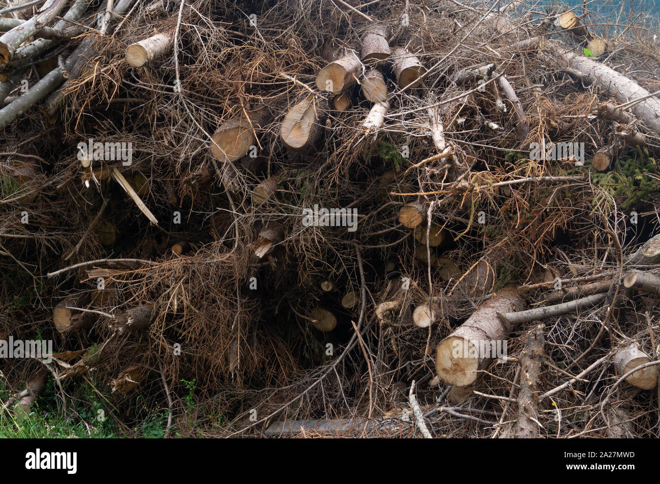 Felled trees, dry twigs, stacked in a pile Stock Photo - Alamy