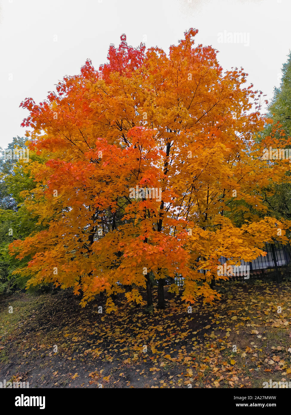 Maple autumn color hi-res stock photography and images - Alamy