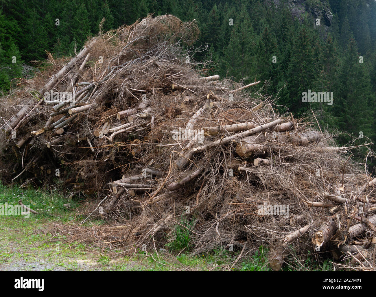 Pile of twigs and branches hi-res stock photography and images - Alamy