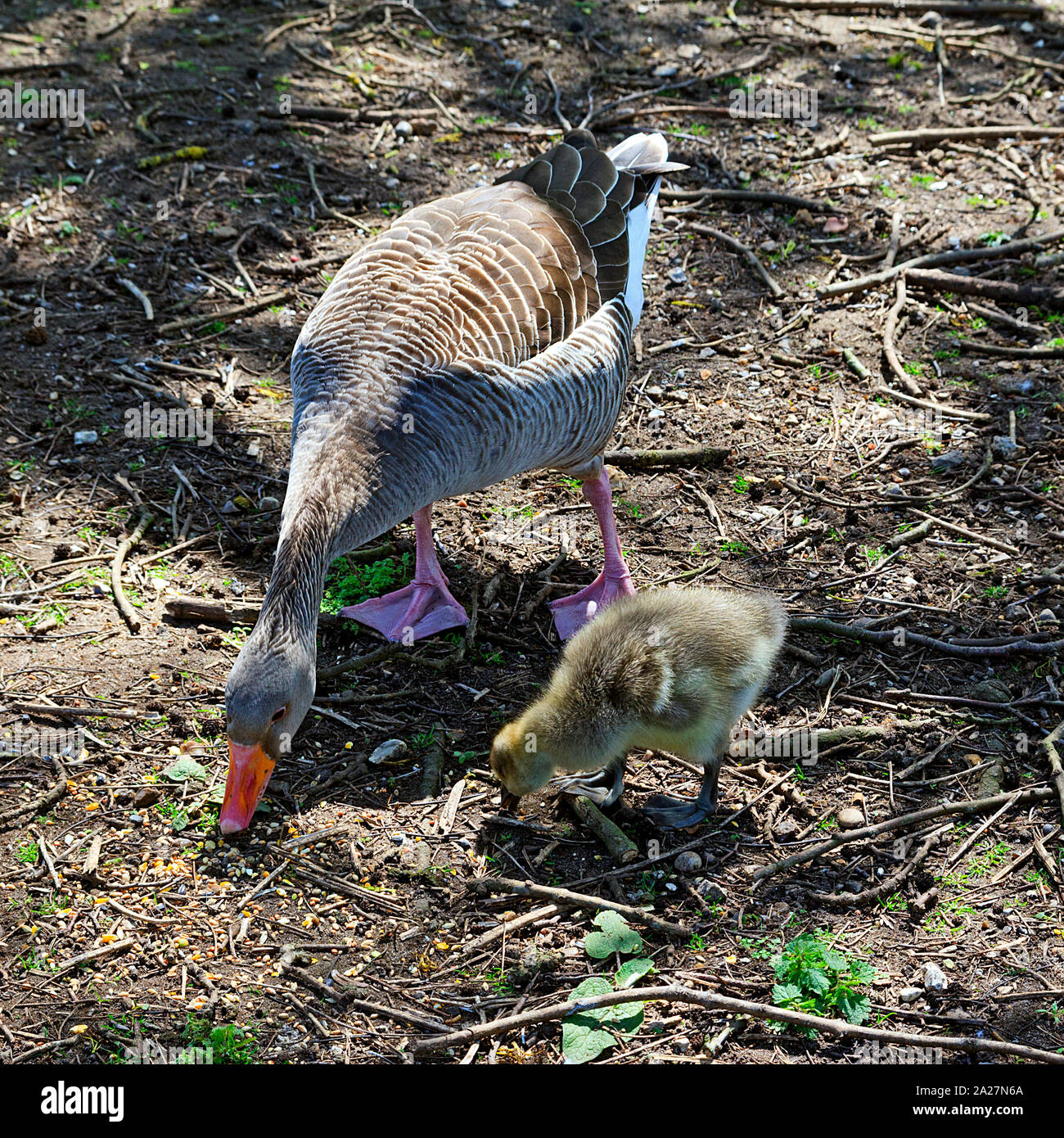 Greylag Geese with Chick at Rollesby Broad, Norfolk Stock Photo - Alamy