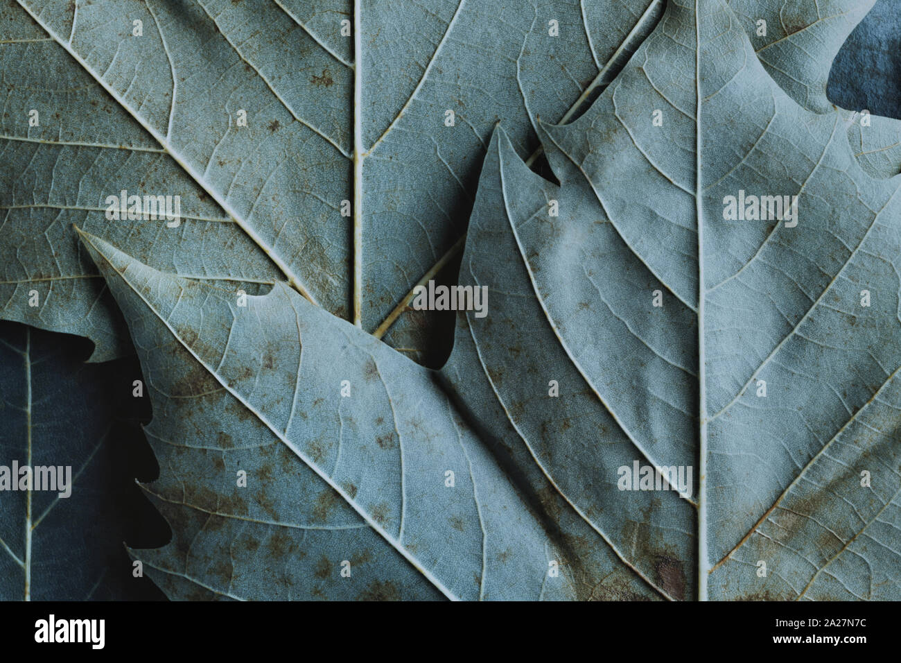 Macro image of plane tree leaves, nature background Stock Photo - Alamy