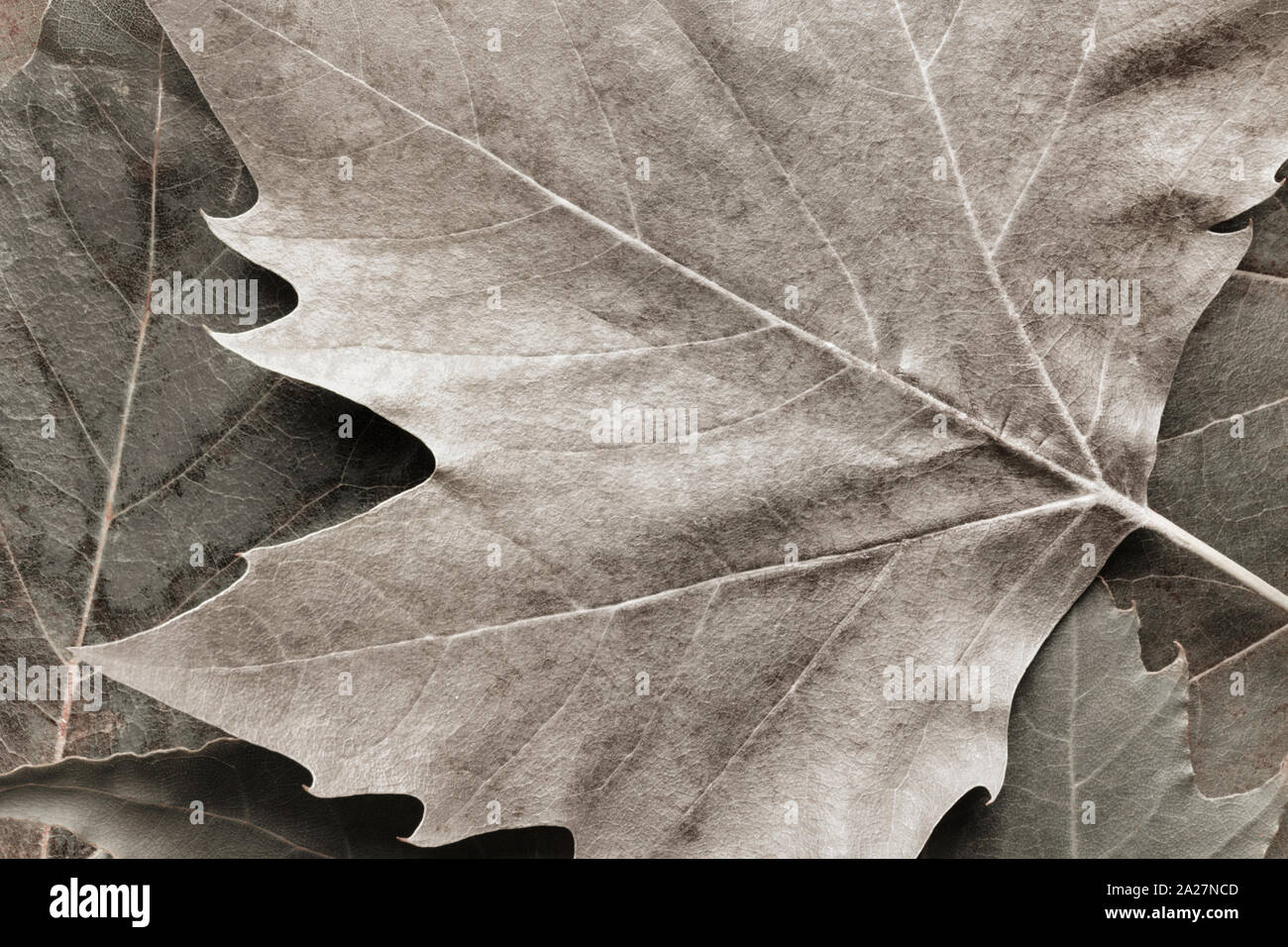 Macro image of plane tree leaves, nature background Stock Photo - Alamy