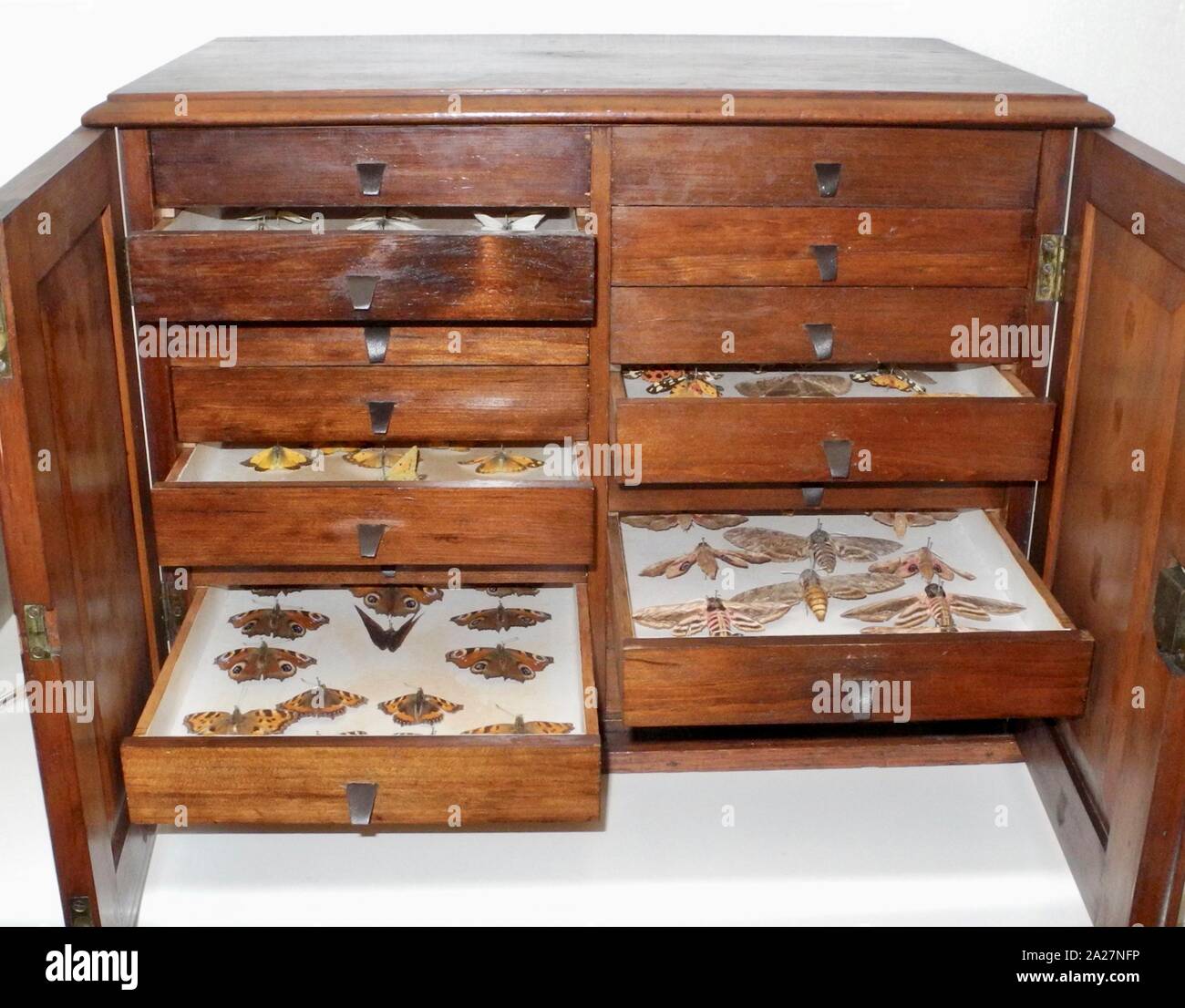 Butterfly collector’s cabinet. A popular pastime particularly for ...