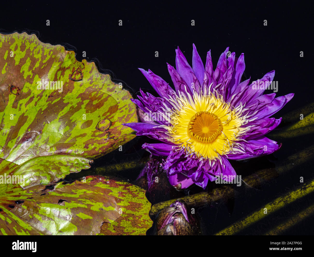 Water Lily family Nymphaeaceae Stock Photo - Alamy