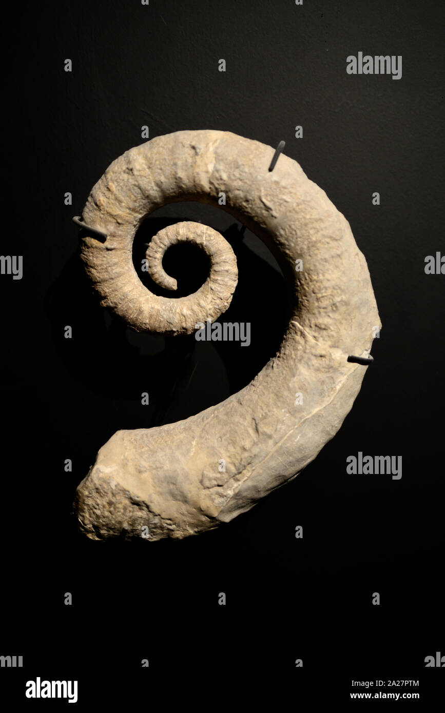 Ancyloceras Ammonite Fossil, an Extinct Genus of Heteromorph Ammonites ...