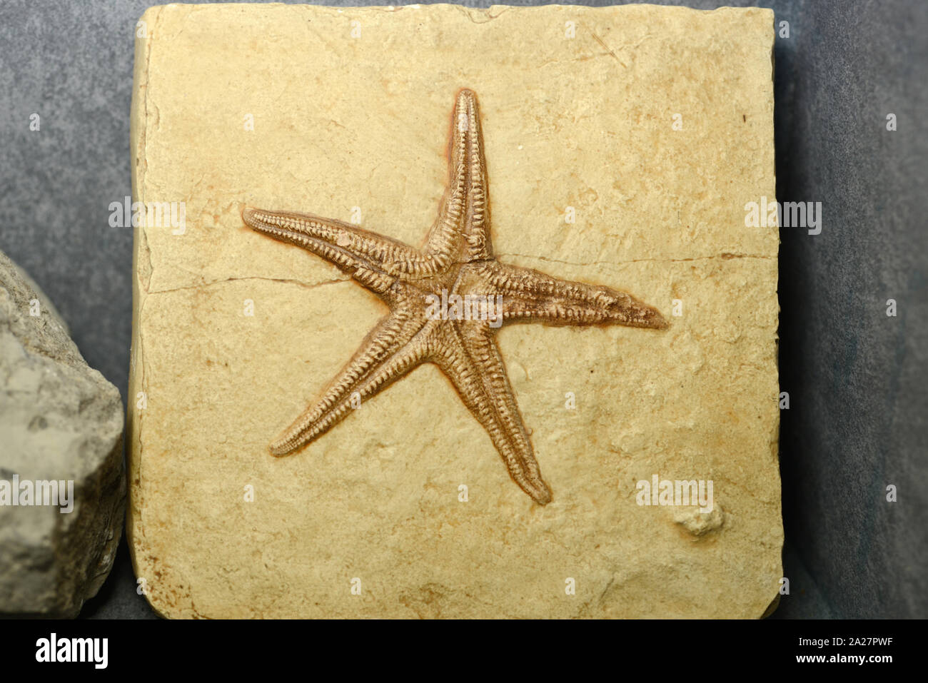 Echinoderm fossil hi-res stock photography and images - Alamy