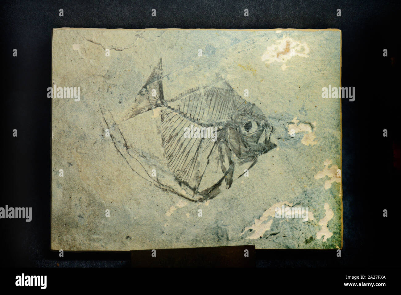 Fossil fish hi-res stock photography and images - Alamy