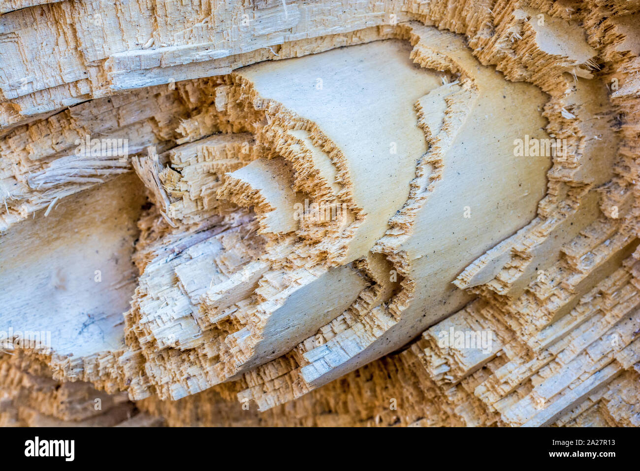 Chipped branch wood hi-res stock photography and images - Alamy