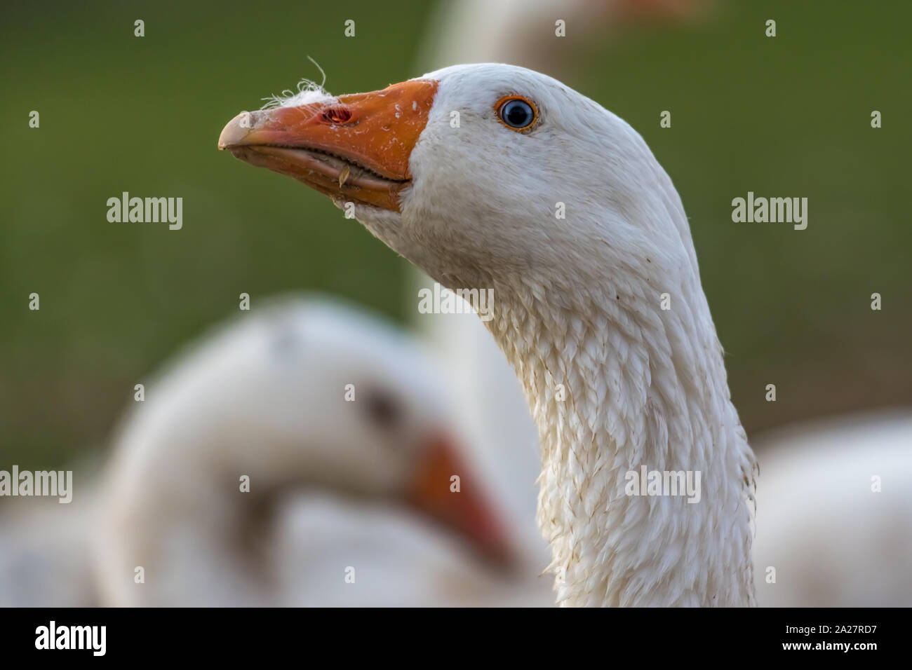 white goose on a meadow in front of green background. Portrait of neck ...