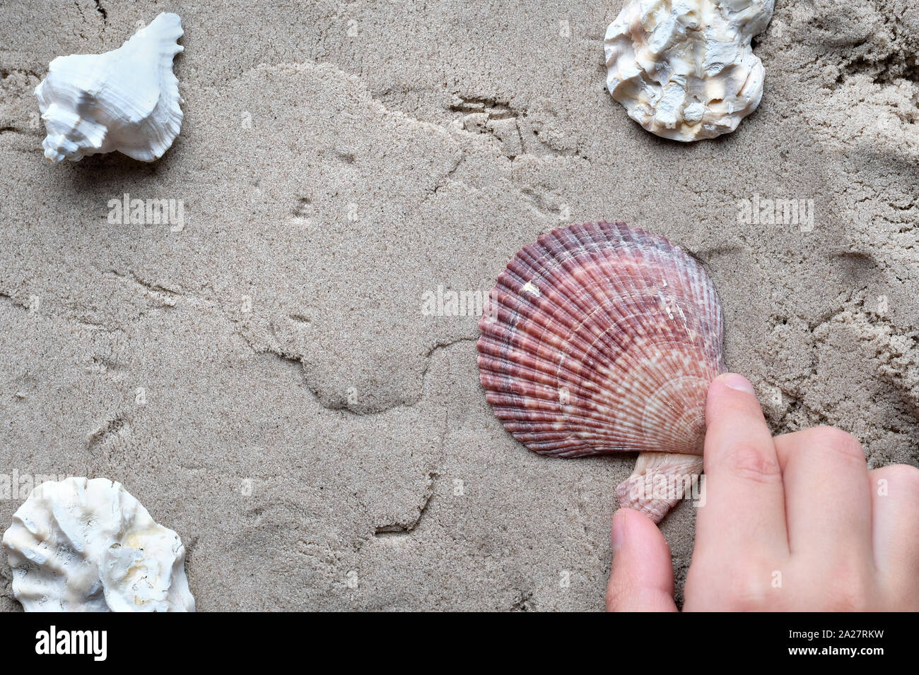 Picking up beach shells hi-res stock photography and images - Alamy