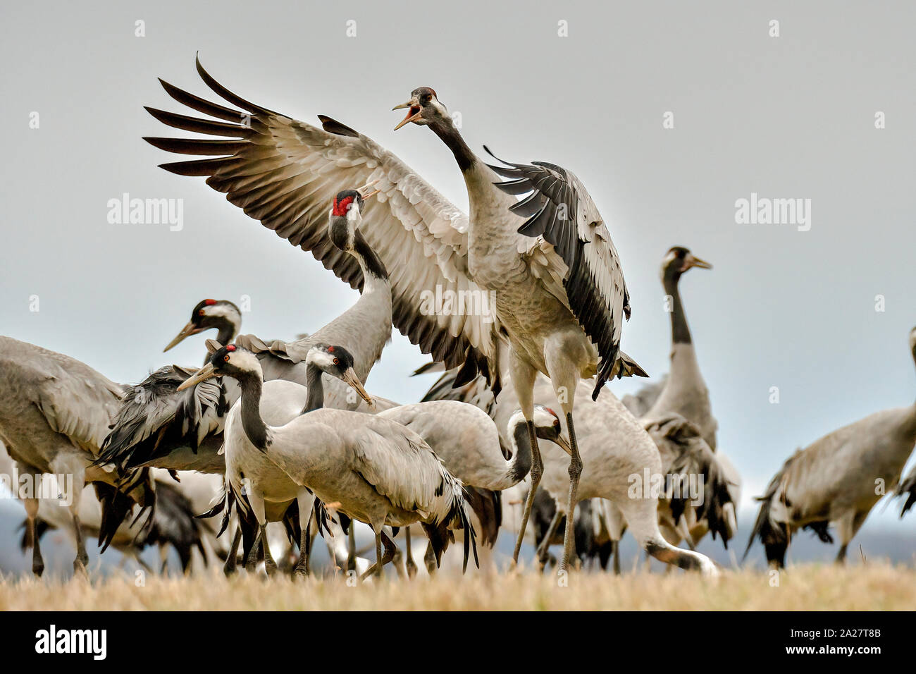 Cranes on the wing hi-res stock photography and images - Alamy