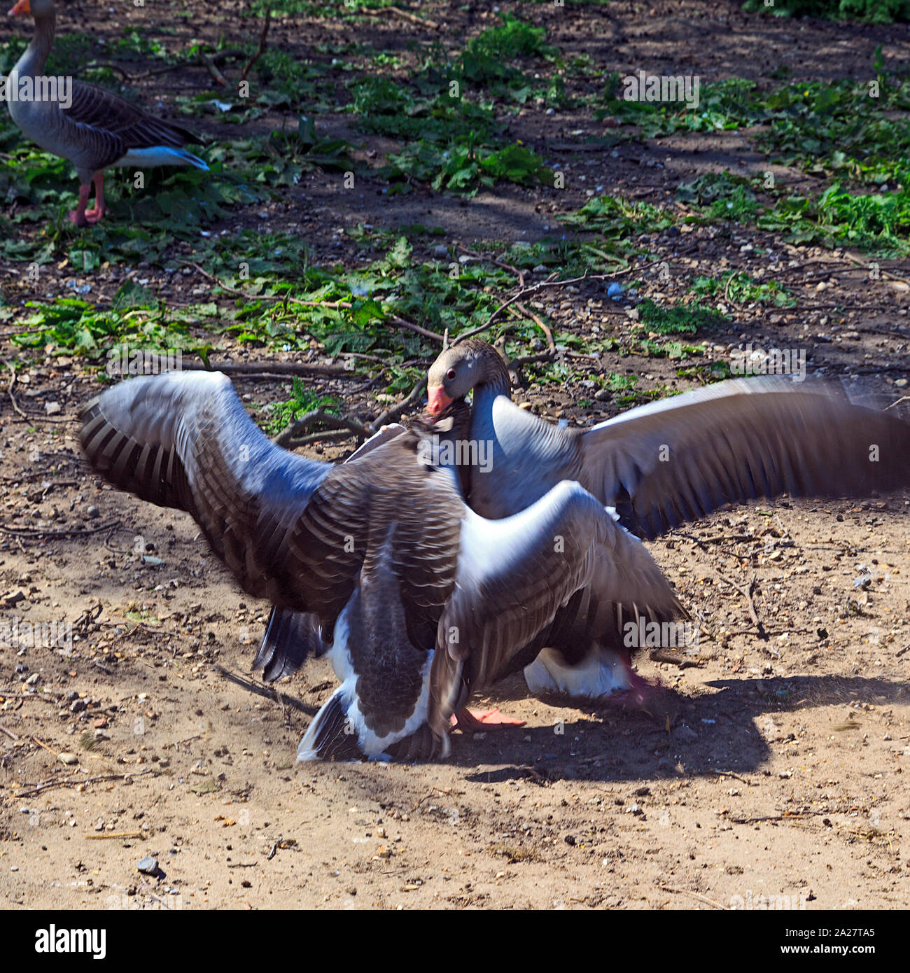 Graylag Geese Fighting Stock Photo - Alamy