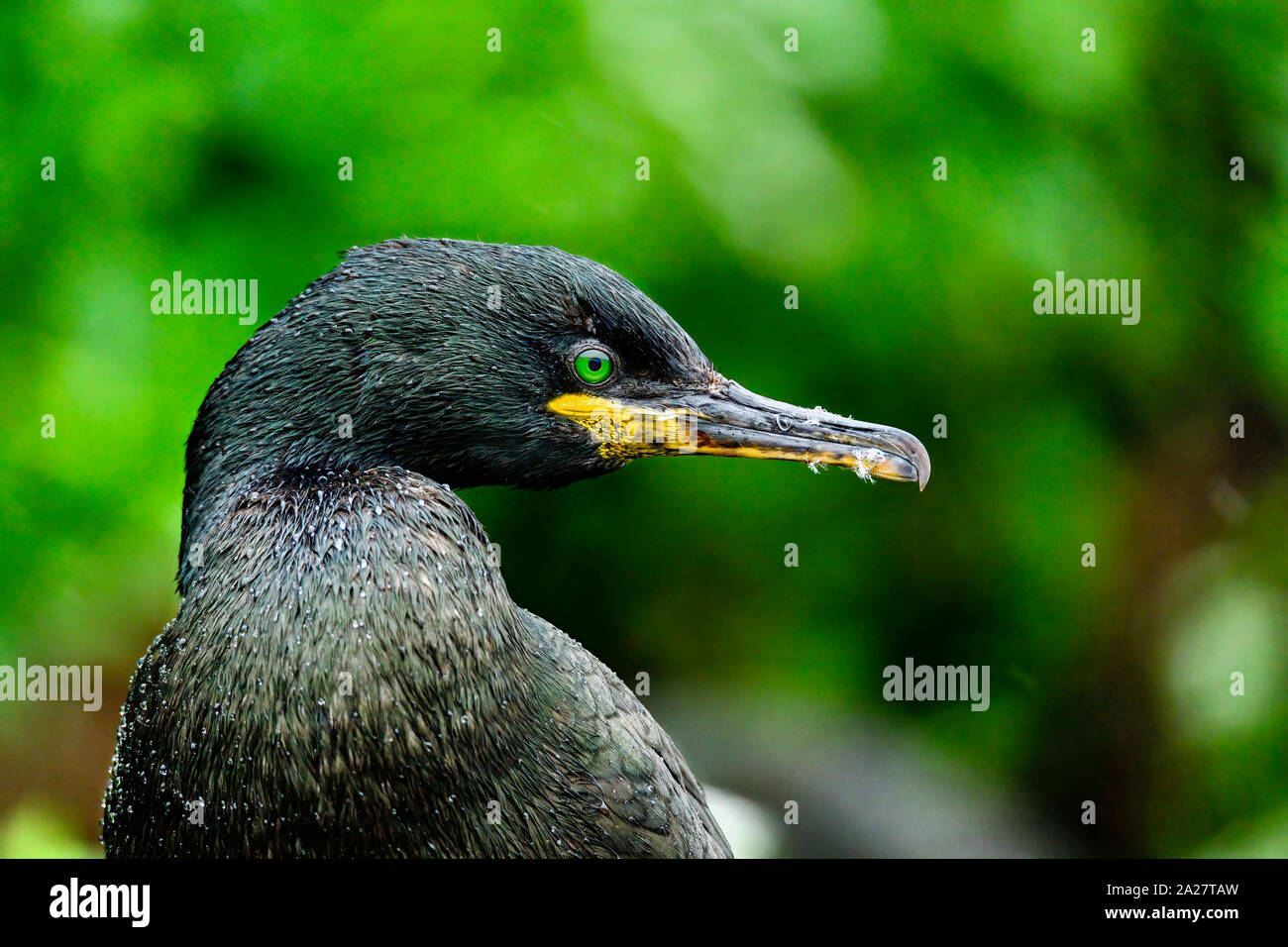 European Shag with distinctive green eyes Stock Photo - Alamy