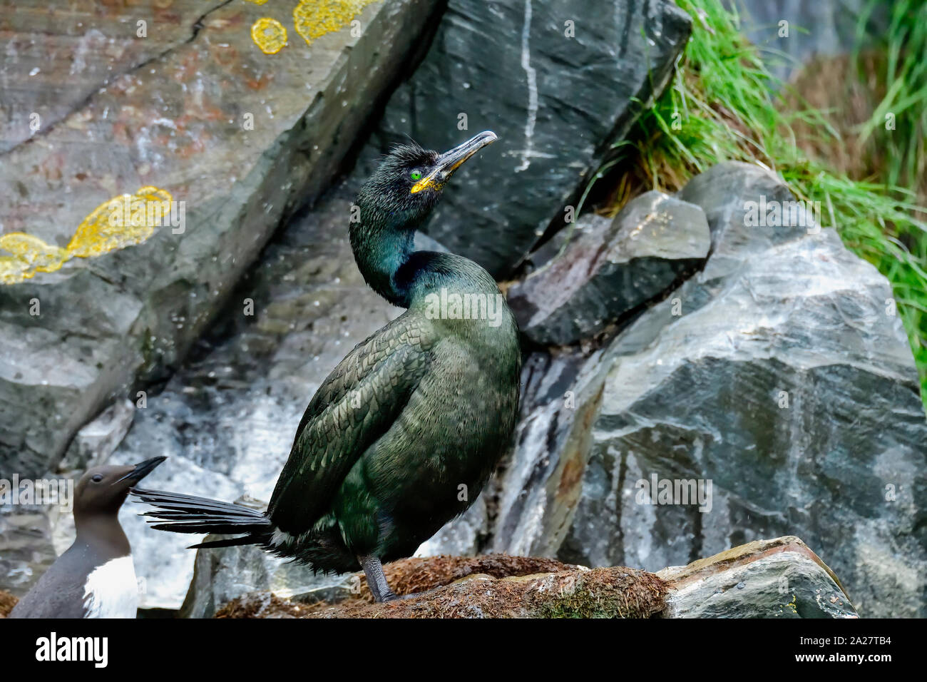European Shag with distinctive green eyes Stock Photo - Alamy