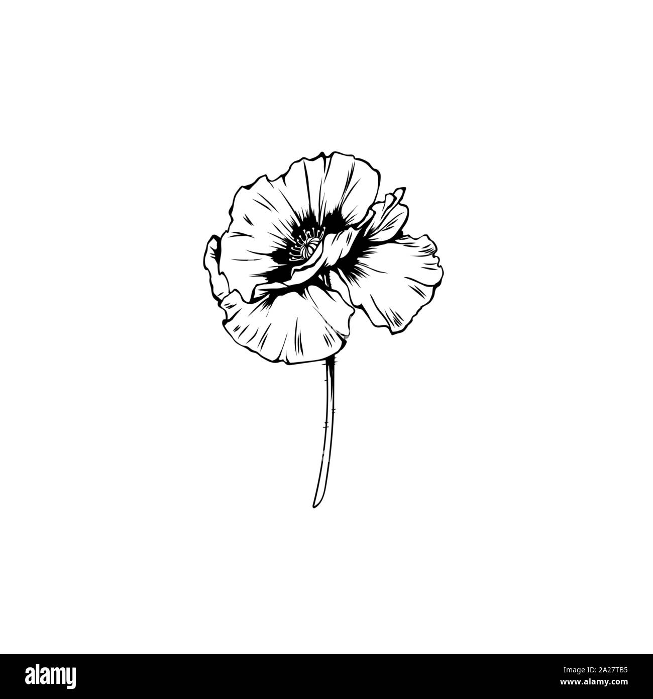 Poppy flower hand drawn vector illustration. Summer blooming honey ...