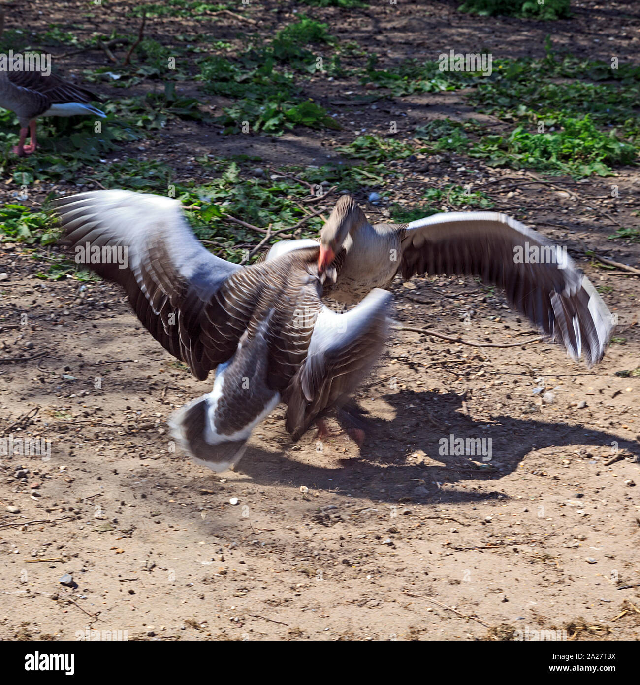 Graylag Geese Fighting Stock Photo - Alamy