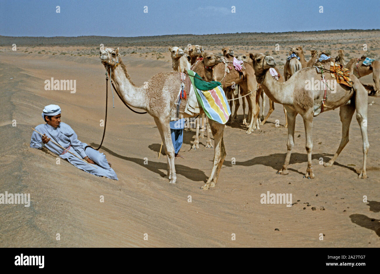 Desert camel racing, Dubai, United Arab Emirates Stock Photo - Alamy