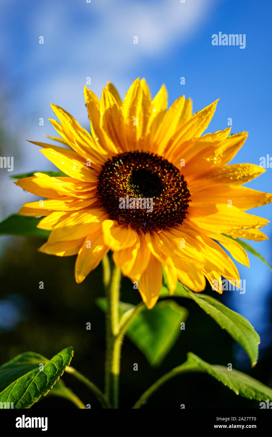 sunflower with water droplets on background of blue sky Stock Photo Alamy