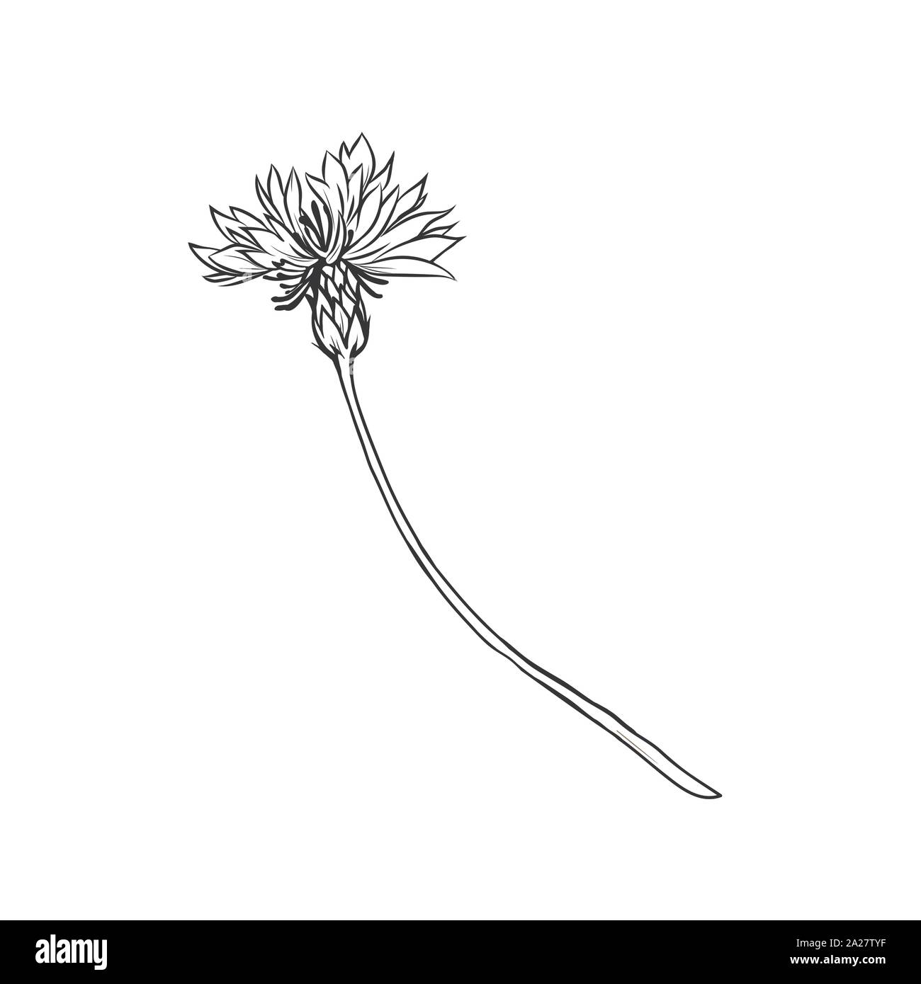 Cornflower drawing hi-res stock photography and images - Alamy