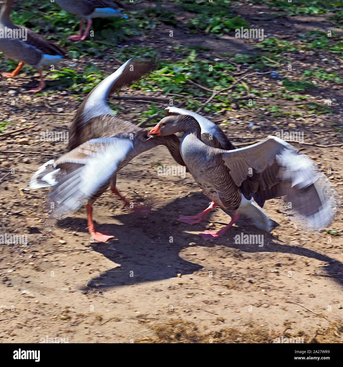 Graylag Geese Fighting Stock Photo - Alamy