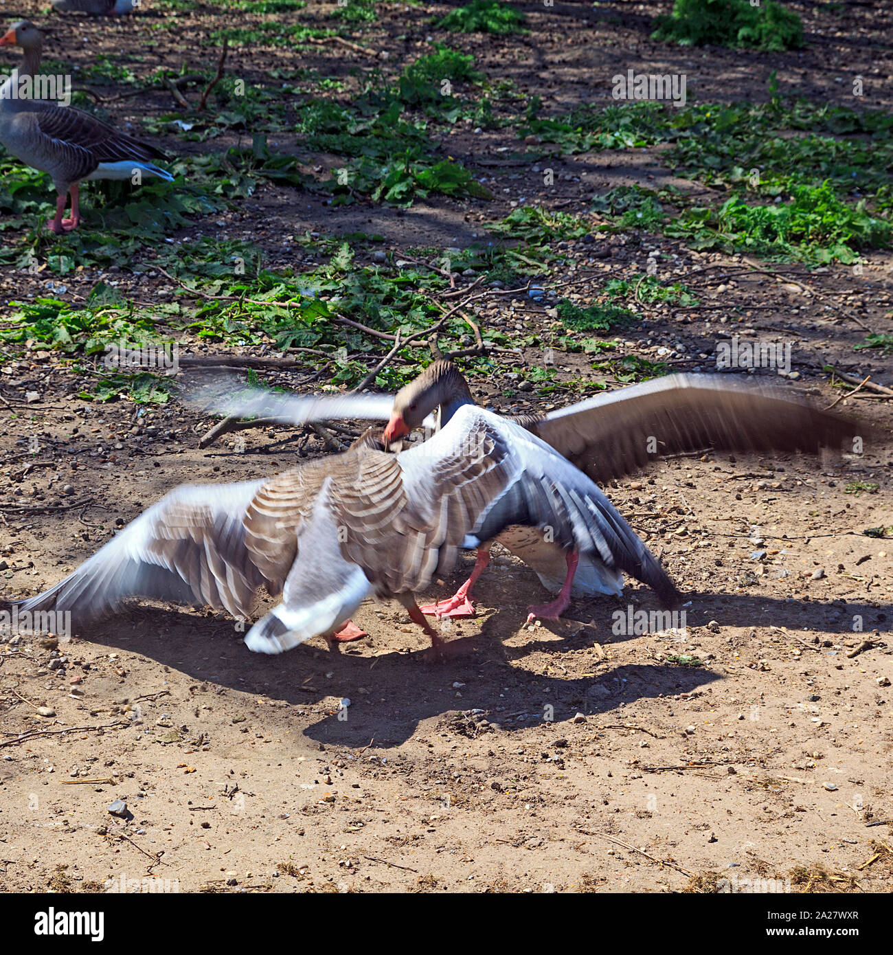 Graylag Geese Fighting Stock Photo - Alamy