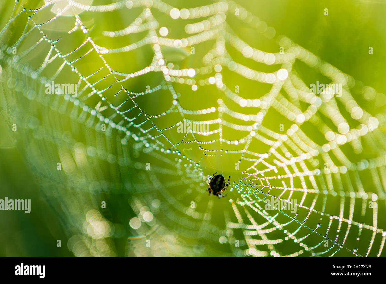 nature background, spider web in green grass Stock Photo - Alamy
