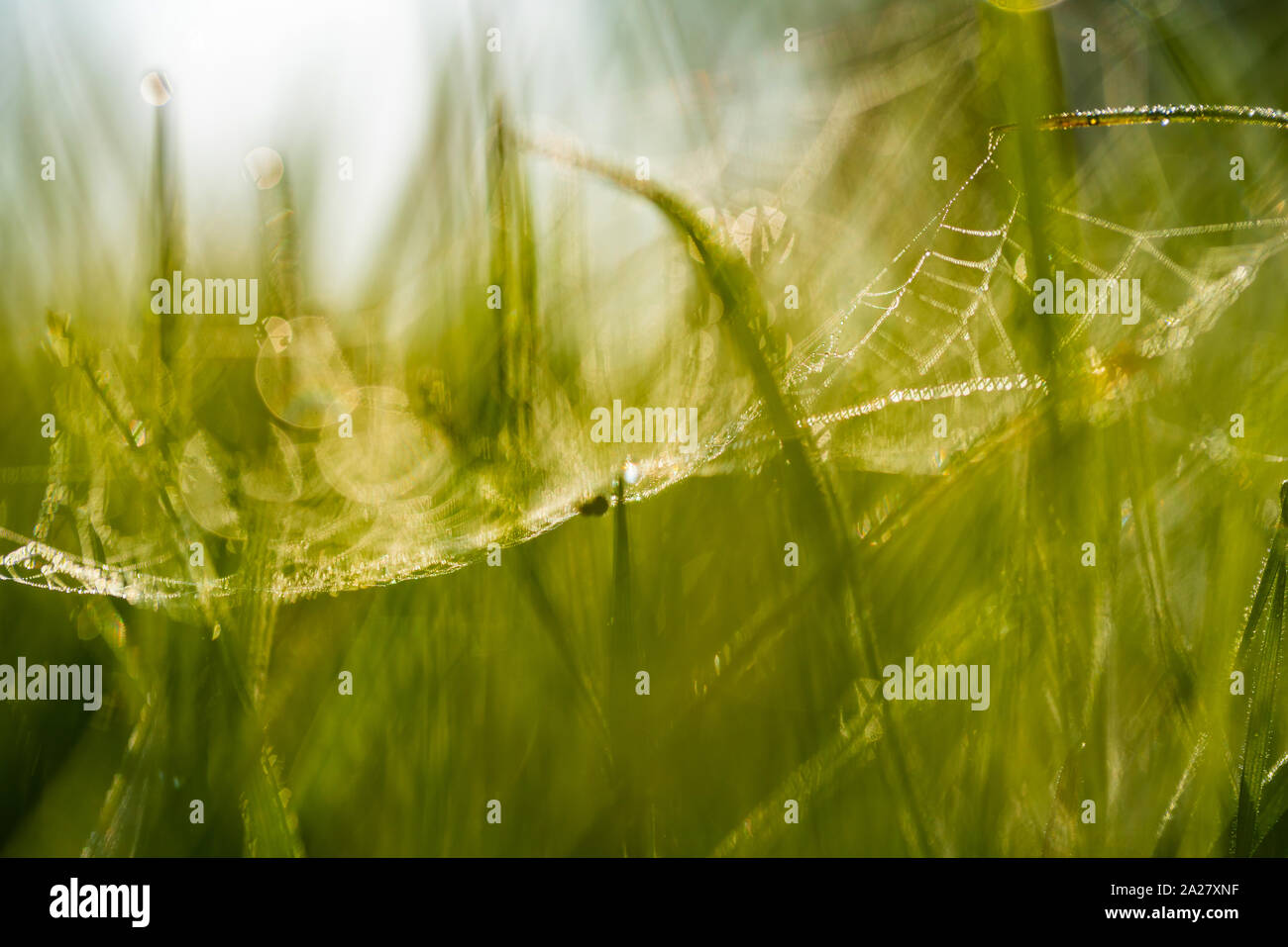 nature background, spider web in green grass Stock Photo - Alamy