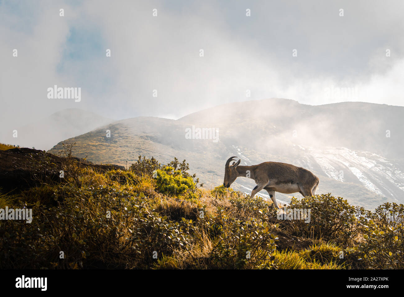 Ibex india hi-res stock photography and images - Alamy